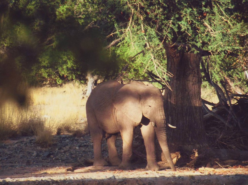 Desert Elephant, Aba Huab River, Namibia - Impala Adventures
